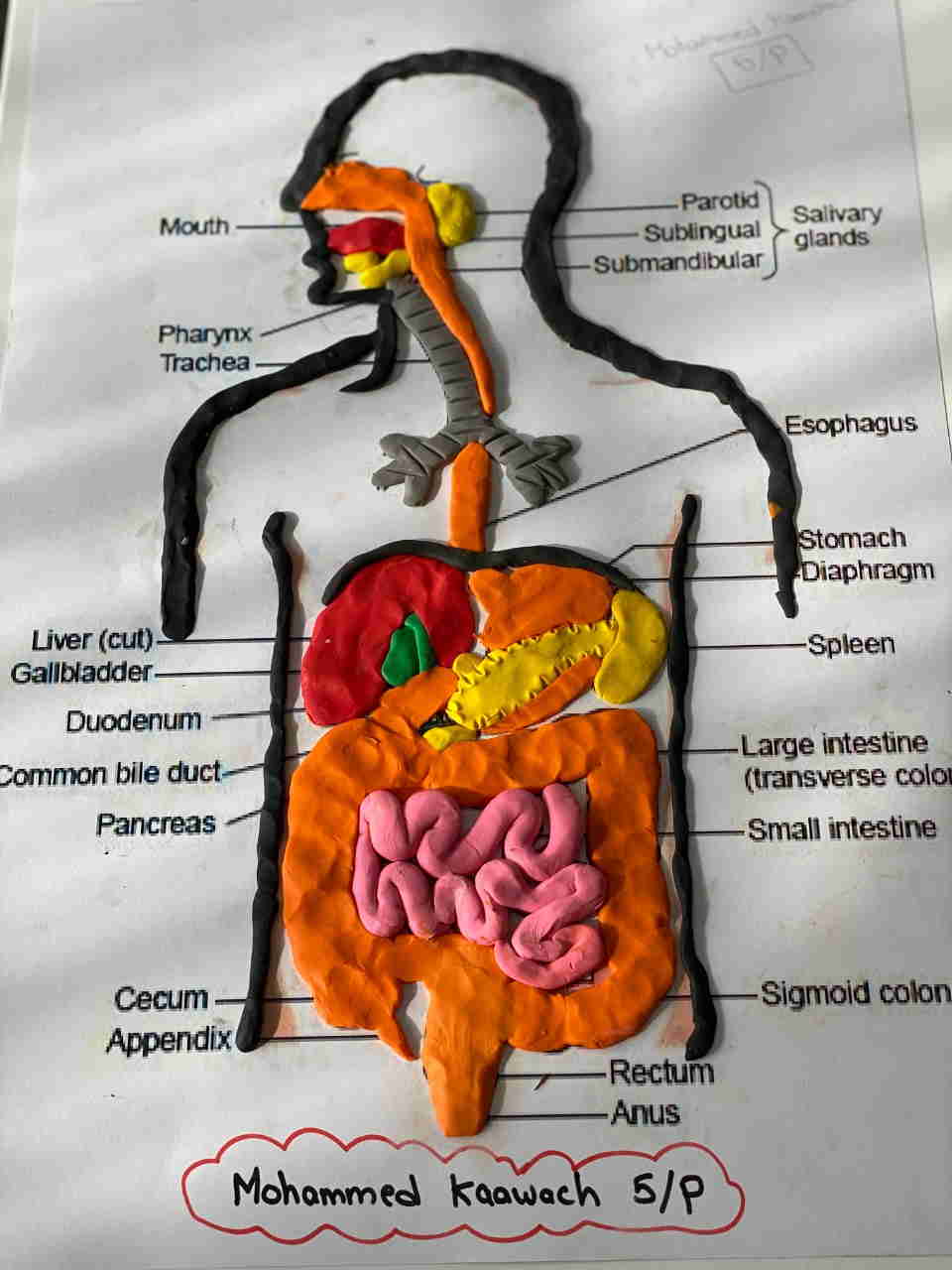 ||Al Hussan International|| Body Organ Systems Project for Grade 5