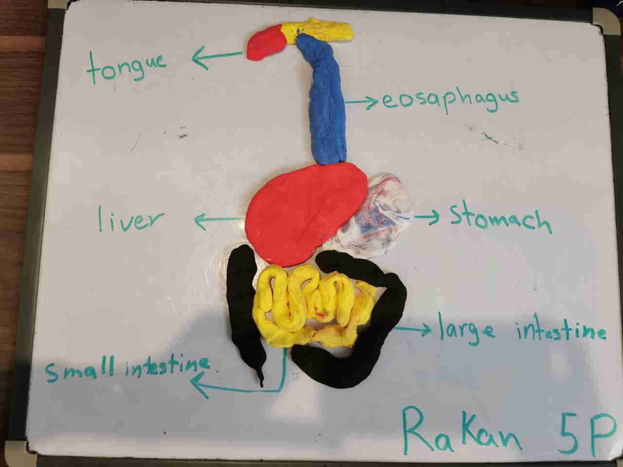 ||Al Hussan International|| Body Organ Systems Project for Grade 5