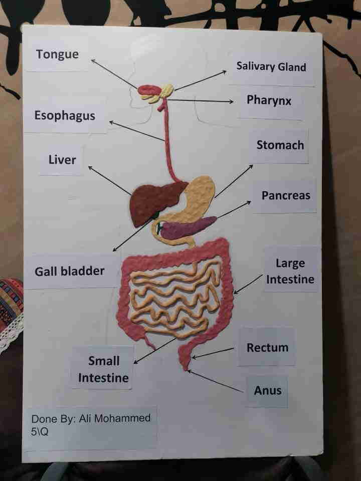 ||Al Hussan International|| Body Organ Systems Project for Grade 5