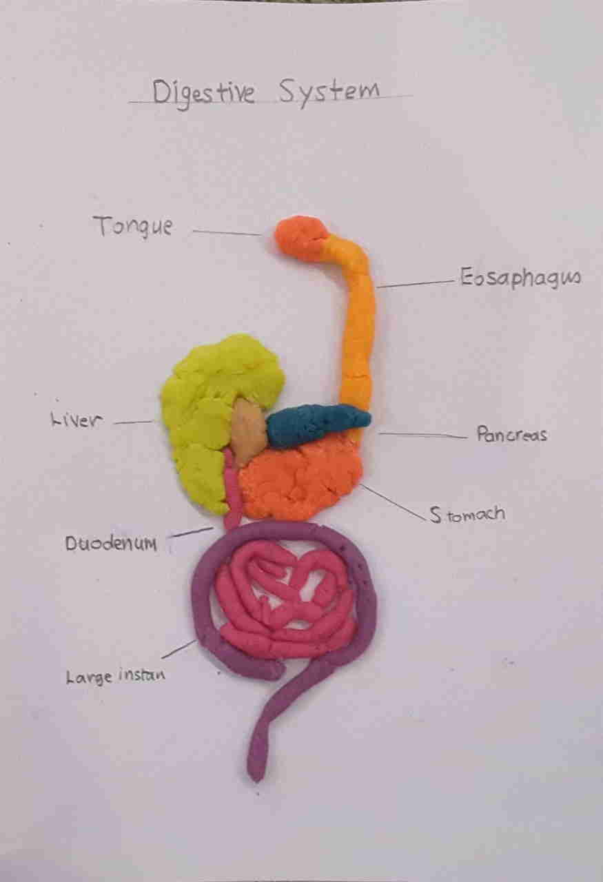 ||Al Hussan International|| Body Organ Systems Project for Grade 5