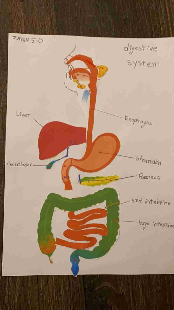 ||Al Hussan International|| Body Organ Systems Project for Grade 5