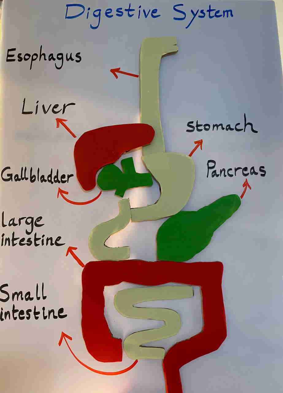 ||Al Hussan International|| Body Organ Systems Project for Grade 5