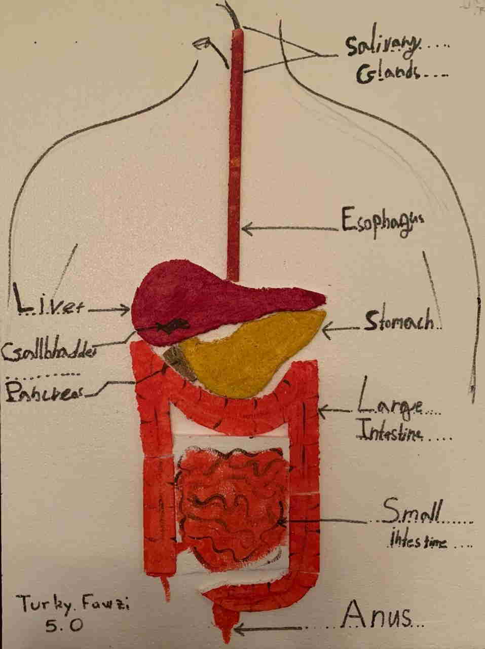 ||Al Hussan International|| Body Organ Systems Project for Grade 5